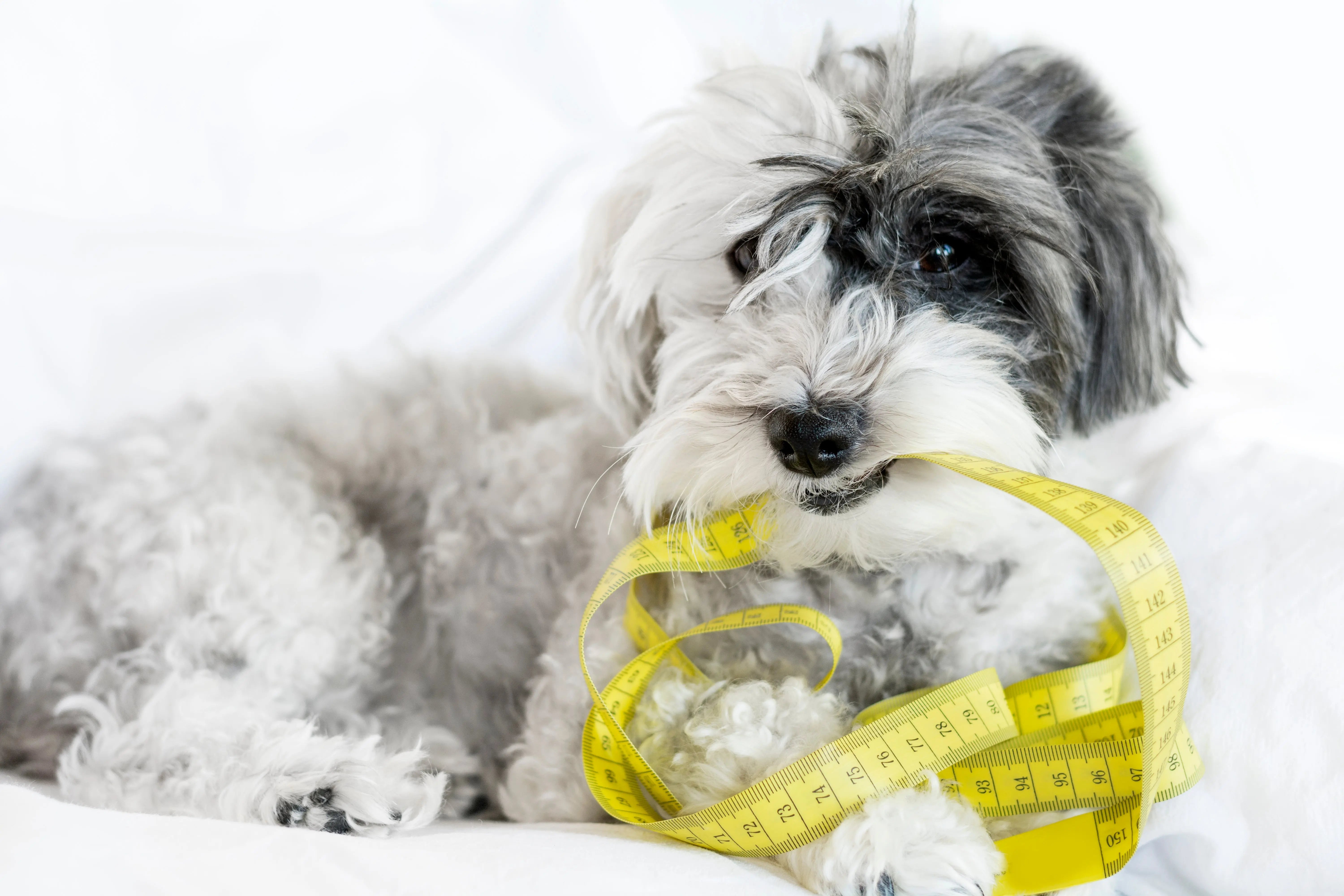 How to Measure Your Dog for a Crate ( an Easy Guide) – Paws and Willow